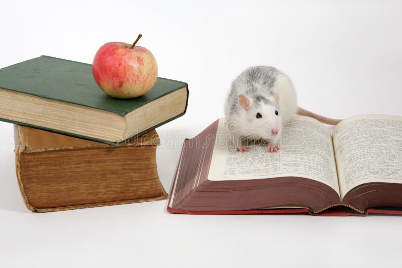 Brown domestic rat stock photo. Image of looking, hair - 50839536