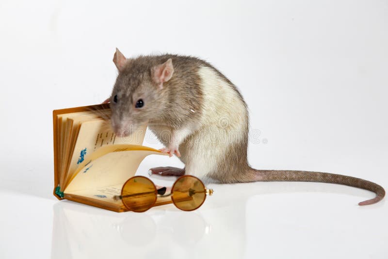 Rat Reading