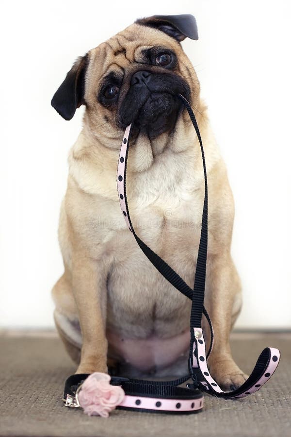 Ready? stock photo. Image of friend, background, friendly - 5056522