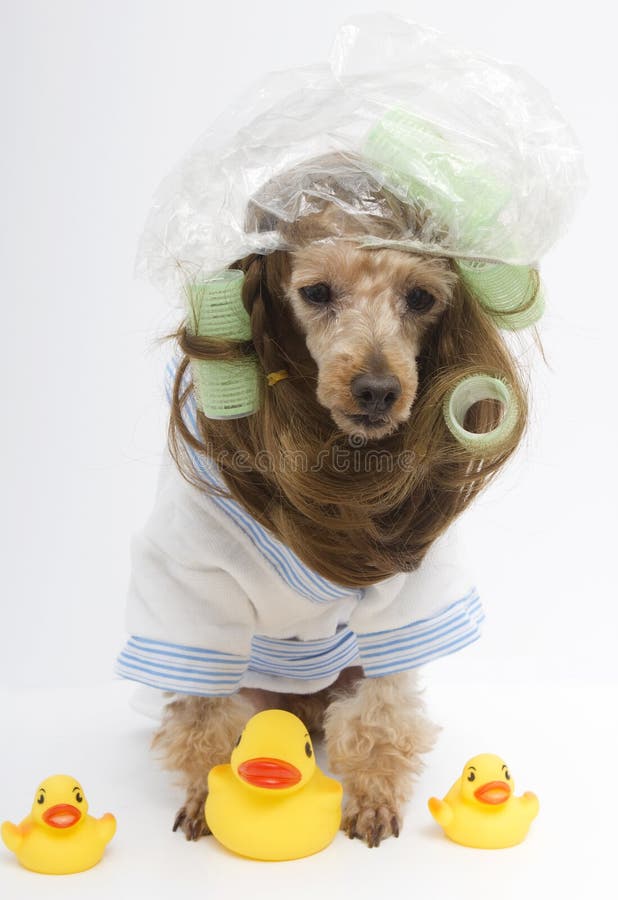 Ready for a Bath with the Duckies Stock Photo - Image of bubble, duck ...