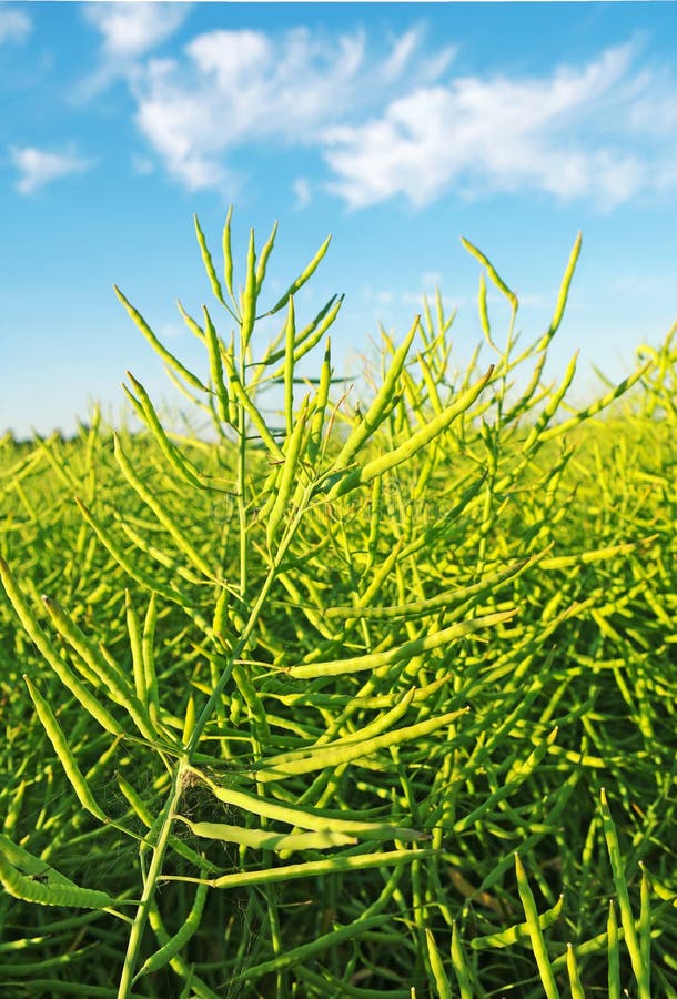 Ready canola. stock image. Image of field, rural, sunlight - 18552037