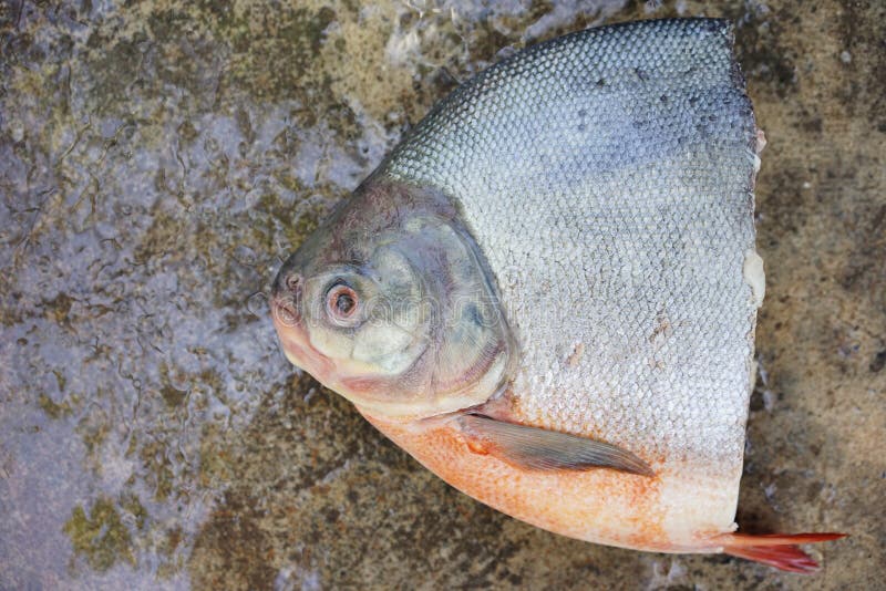 A cut half pacu fish stock image. Image of food, fish - 133903513