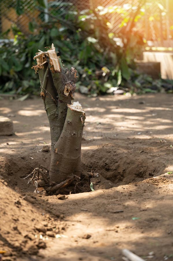 Ready for Extraction Tree Trunk Stock Image - Image of uprooting ...