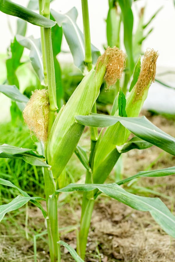 Ready for Harvest, Fresh Corn on Crop Stock Photo - Image of field ...