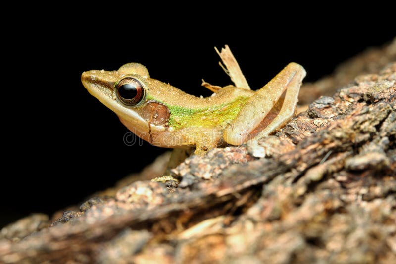 Ready for Jumping of Tree Frog at Night Stock Image - Image of yellow ...