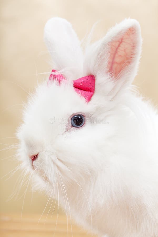 Ready for My Closeup - Cute Bunny Portrait Stock Photo - Image of ...