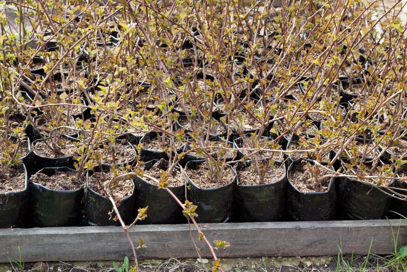 Ready for Planting Tree Sprouts Stock Photo - Image of sale, greenhouse ...