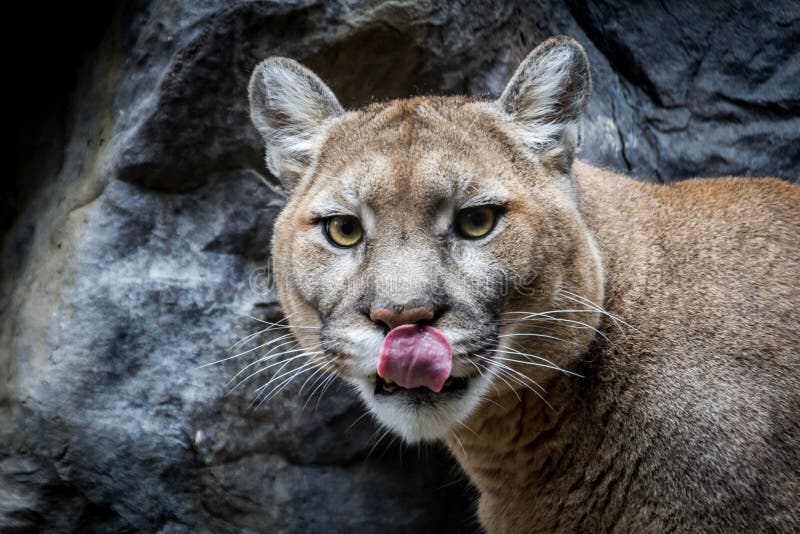 Hungry Cougar Stock Photos - Free & Royalty-Free Stock Photos from ...