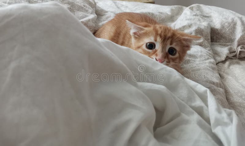 Ready to attack stock photo. Image of attack, cute, lovely - 225054646