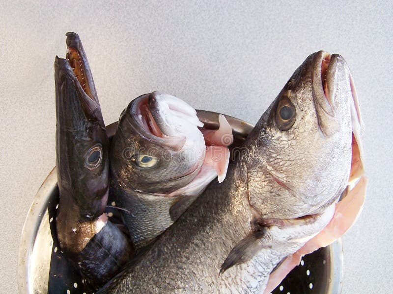 READY TO COOK stock photo. Image of meal, eyes, fish - 10716380
