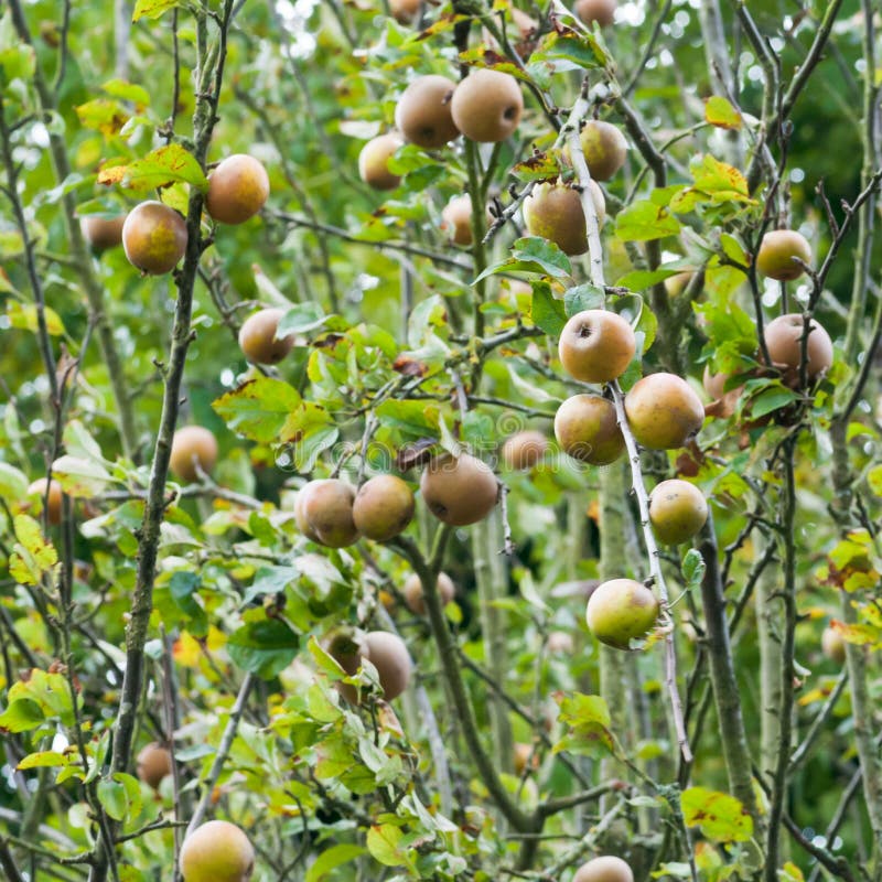 Ready To Fall stock image. Image of nature, square, branch - 28150527