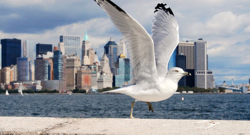 Ready to fly stock image. Image of animal, travel, skyscraper - 28432689
