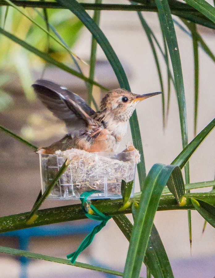 605 Baby Hummingbird Stock Photos - Free & Royalty-Free Stock Photos ...