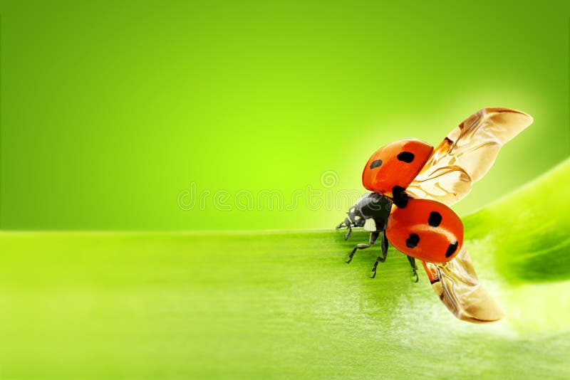Ready to fly stock photo. Image of luck, harmony, background - 35198932