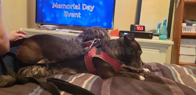 Ready to go stock image. Image of animal, ready, pets - 148133129