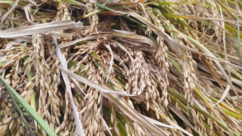 Ready To Harvest Rice in the Paddy Field Stock Photo - Image of rice ...