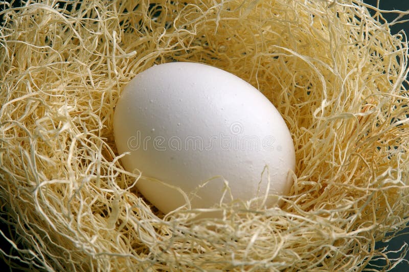 Ready to hatch stock image. Image of closeup, cook, fertile - 563637