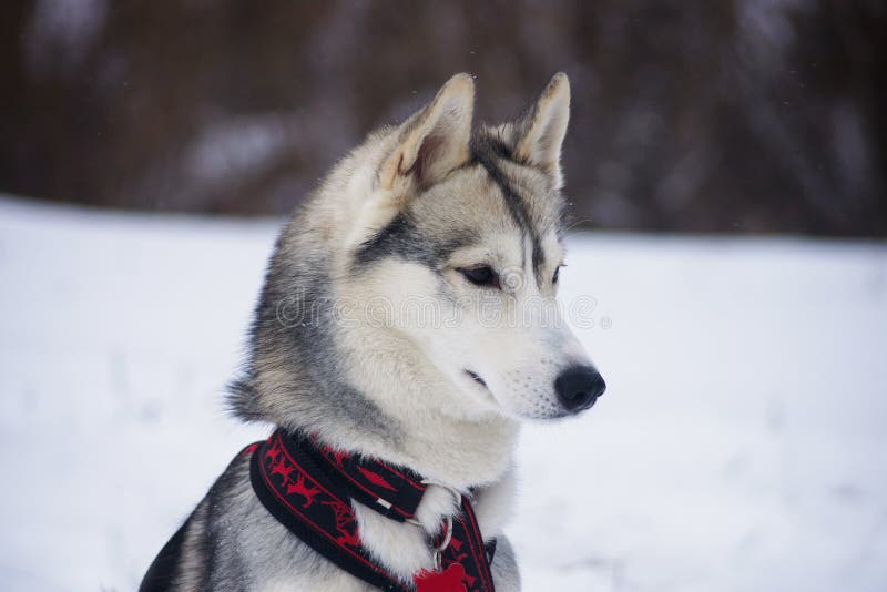Ready to jump stock image. Image of sled, proud, cold - 36205855