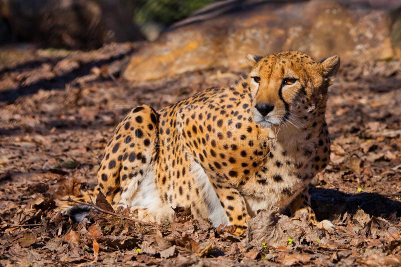 Ready To Jump, on Edge. a Bright Red Cheetah is Resting and Looking ...