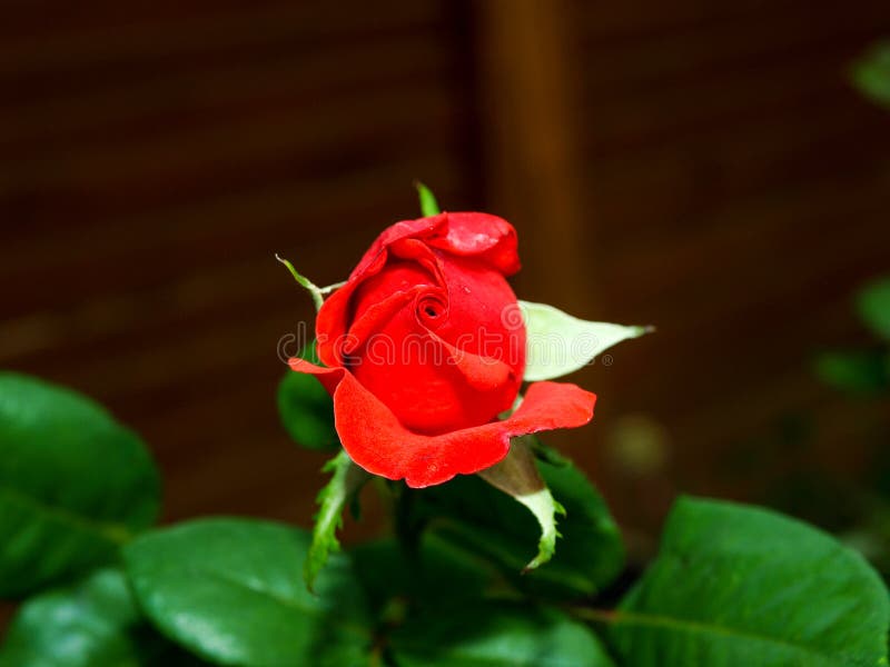 Ready to open bud red rose stock image. Image of land - 80075689