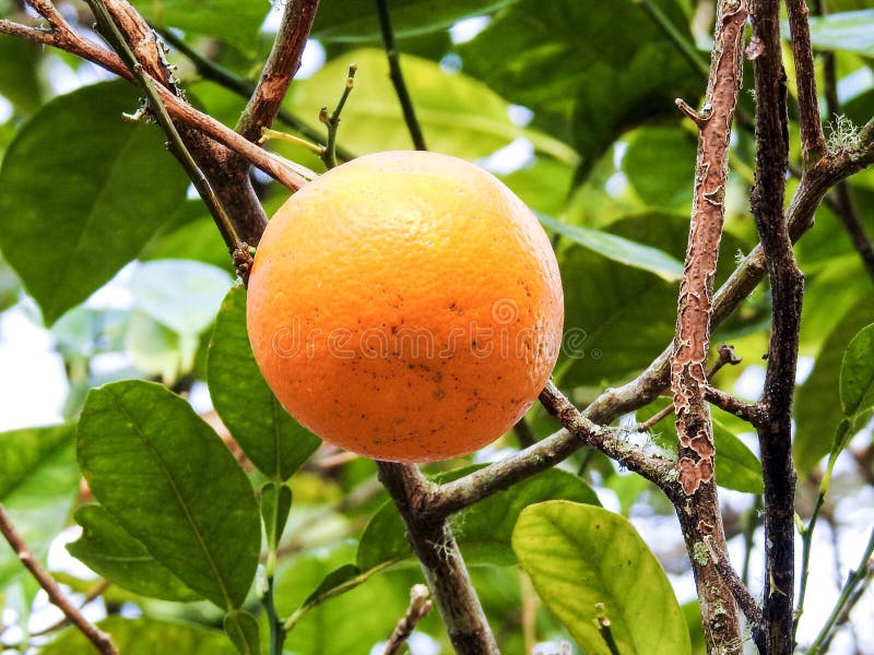 Ready To Pick Orange Suspended from Orange Tree Branch Stock Image ...