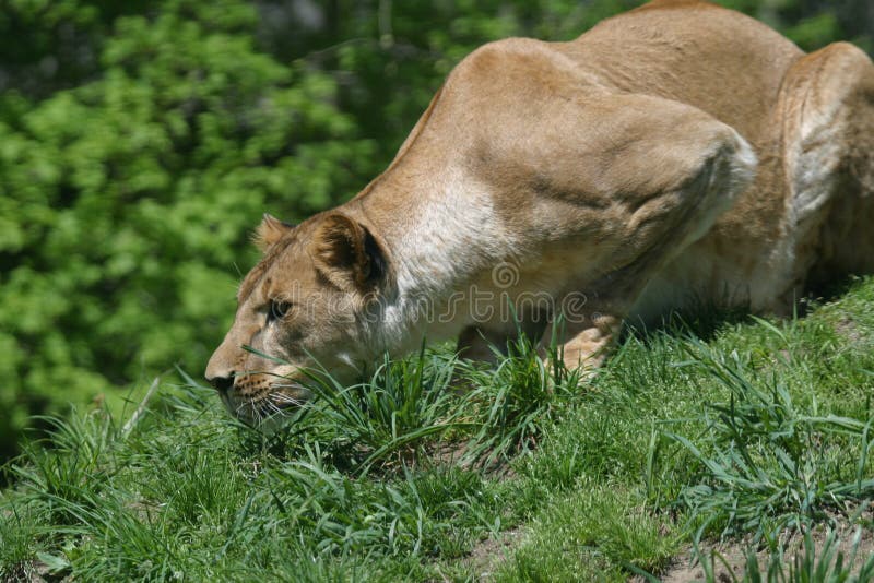 Ready to Pounce stock photo. Image of stalk, wild, lioness - 5829290