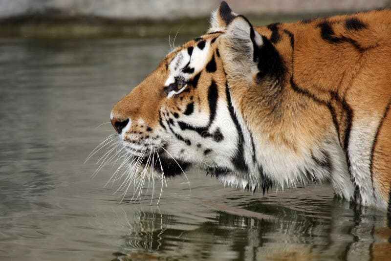 Ready To Pounce stock photo. Image of nature, hunting - 8878764