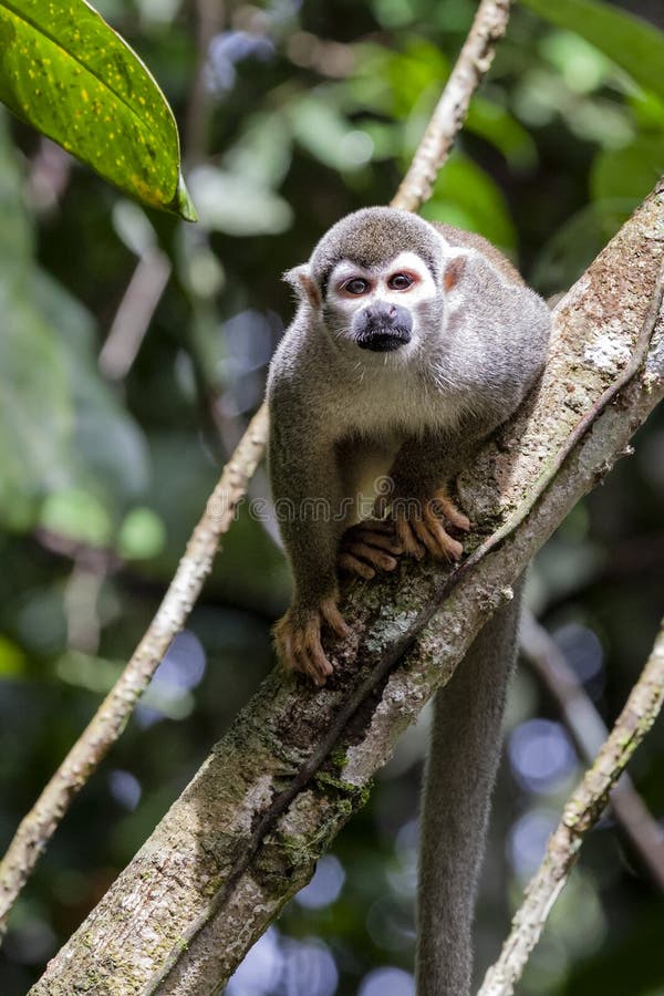 Ready To Pounce, Amazon Rainforest Stock Image - Image of nose, face ...