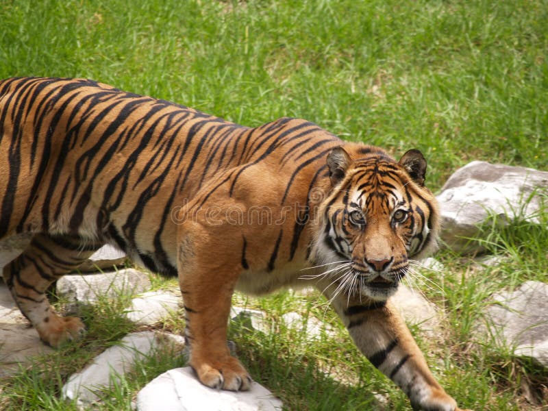 Ready To Pounce - Siberian Tiger Stock Image - Image of gaze, siberian ...