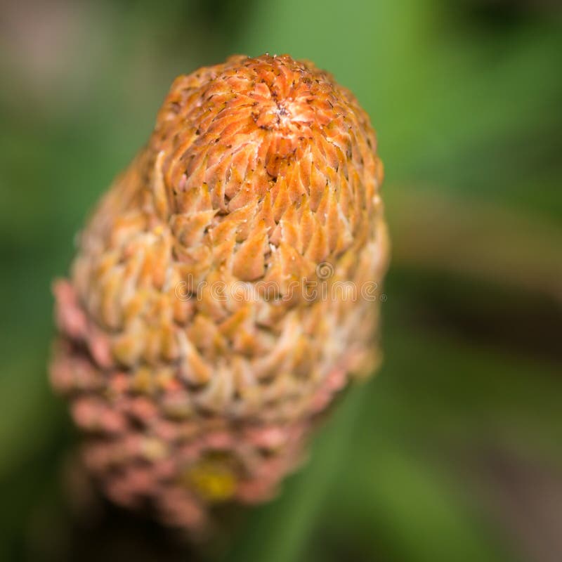Ready To Smoulder stock image. Image of kniphofia, poker - 27913027
