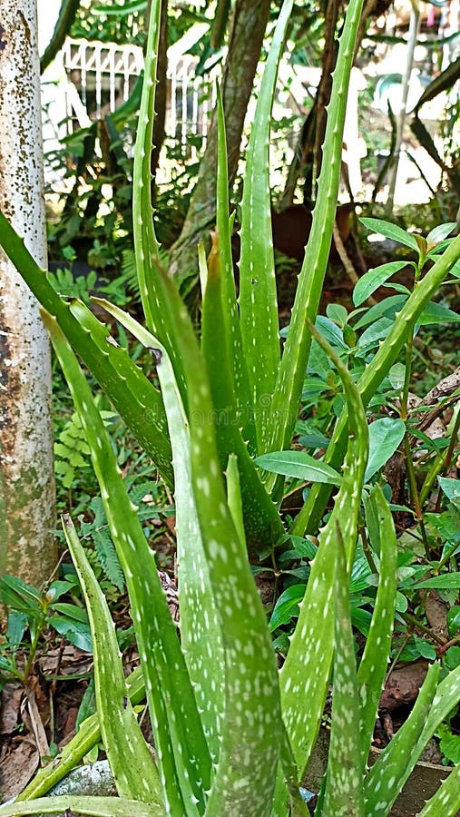 Real Aloe Vera Tree is Still Young Stock Photo - Image of vera, tree ...