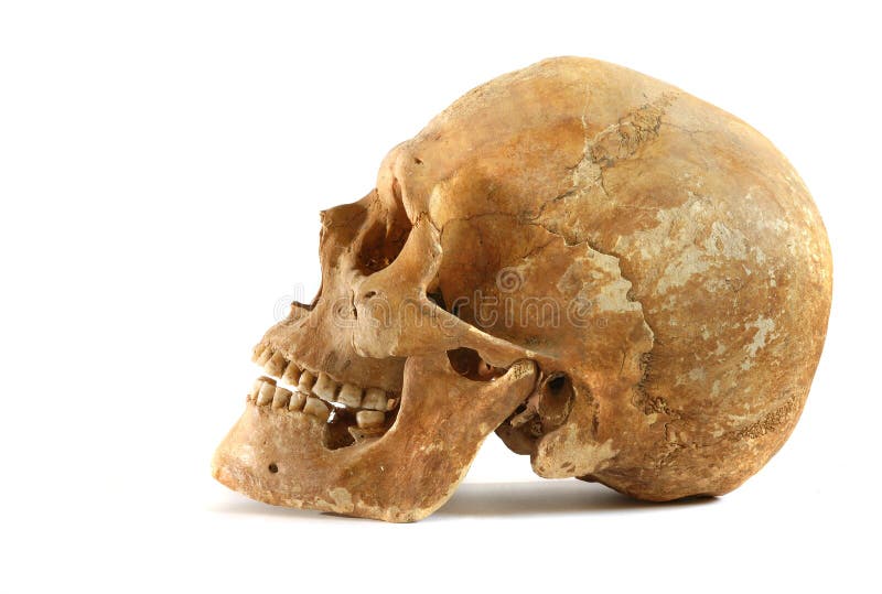 926 Real Human Skull Photos - Free & Royalty-Free Stock Photos from ...