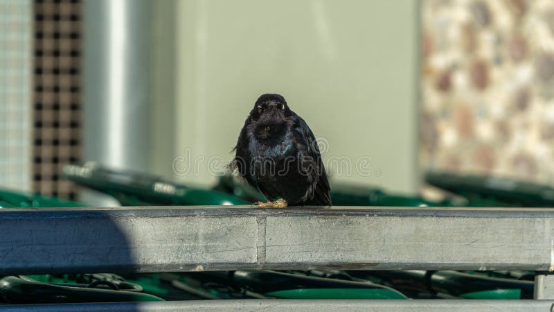 Real Angry Bird Standing Still and Looking at the Camera Stock Photo ...