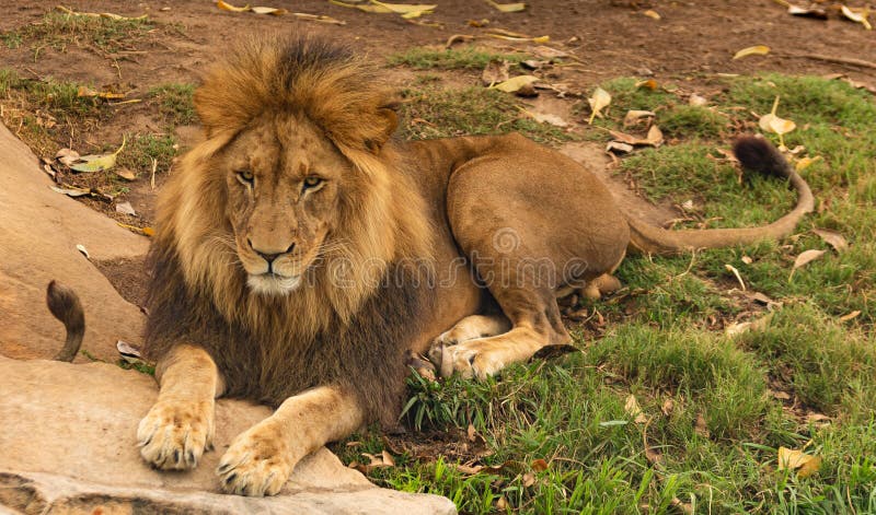 A real Angry of Lion stock photo. Image of closeup, hunter - 241358006