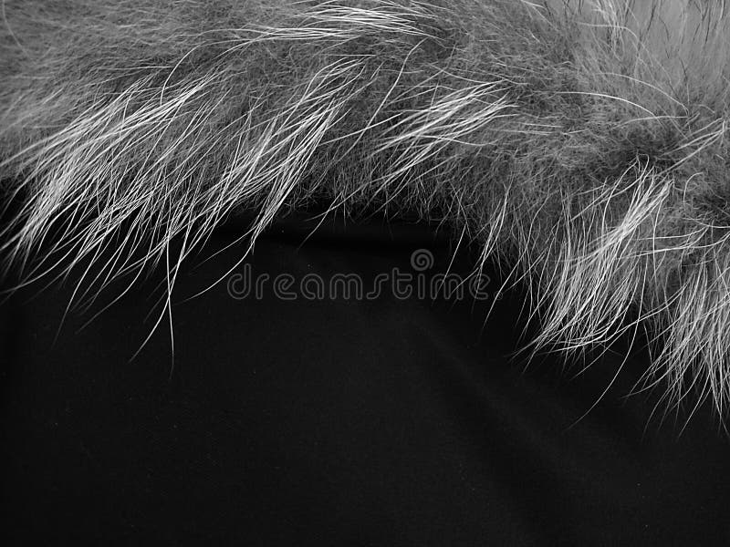 Real Animal Fur Closeup. Mode Stock Photo - Image of animal, closeup ...