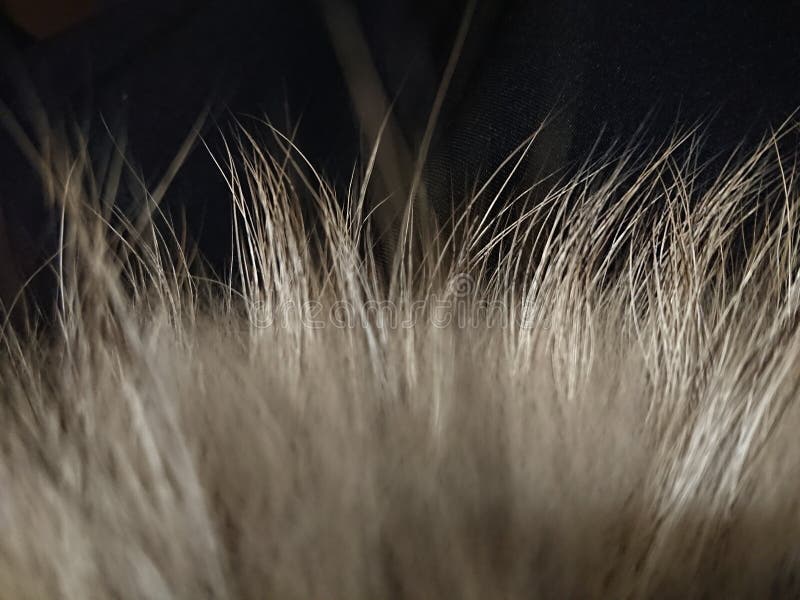 Real Animals Fur Closeup stock image. Image of acnimals - 253872957