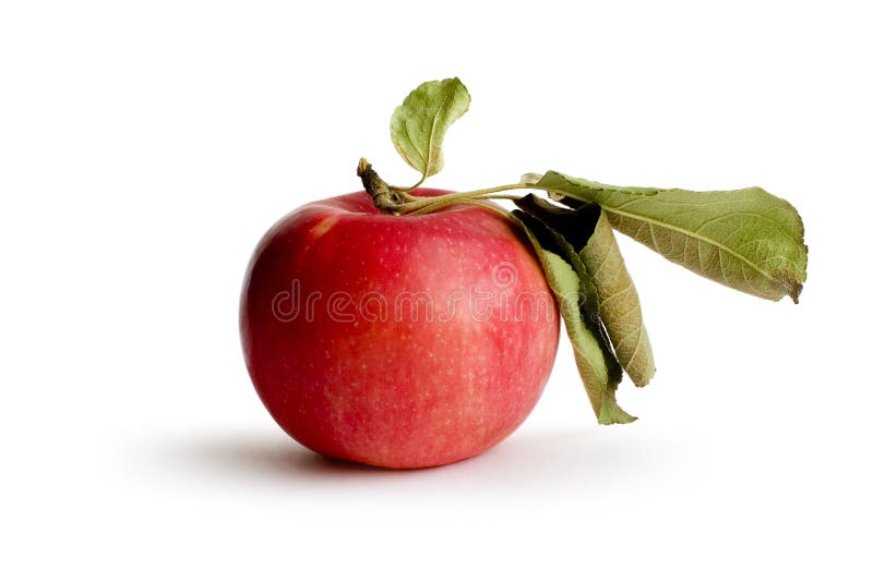 Real Apple Stock Photos - Download 3,458 Royalty Free Photos