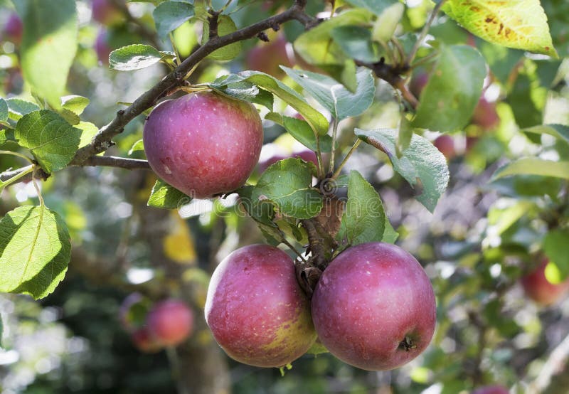 Real Apples on a Branch with Leaves Stock Image - Image of plant ...