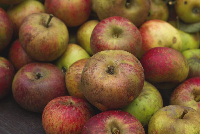 Real Apples on a Branch with Leaves Stock Image - Image of plant ...