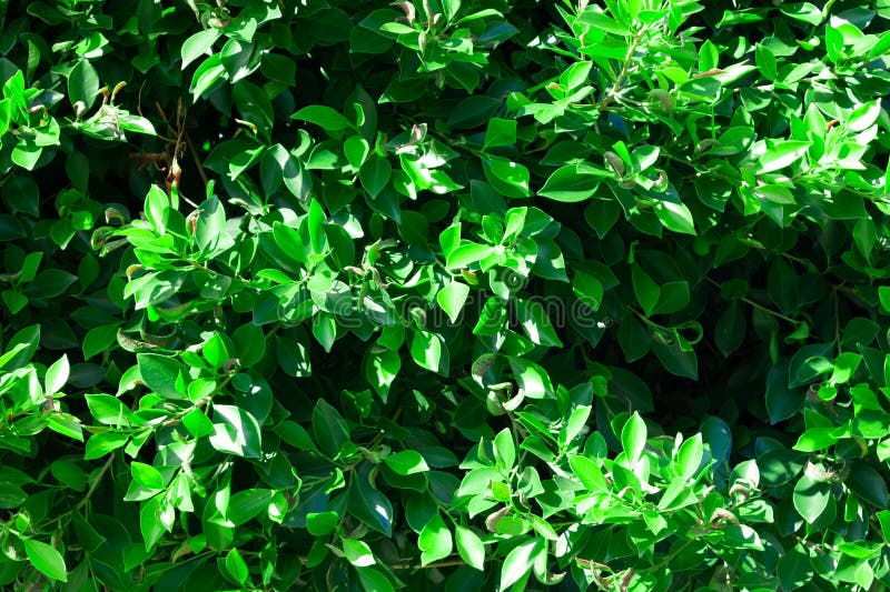 Real Background of Green Tree Leaves, Leaf Background Concept Stock ...