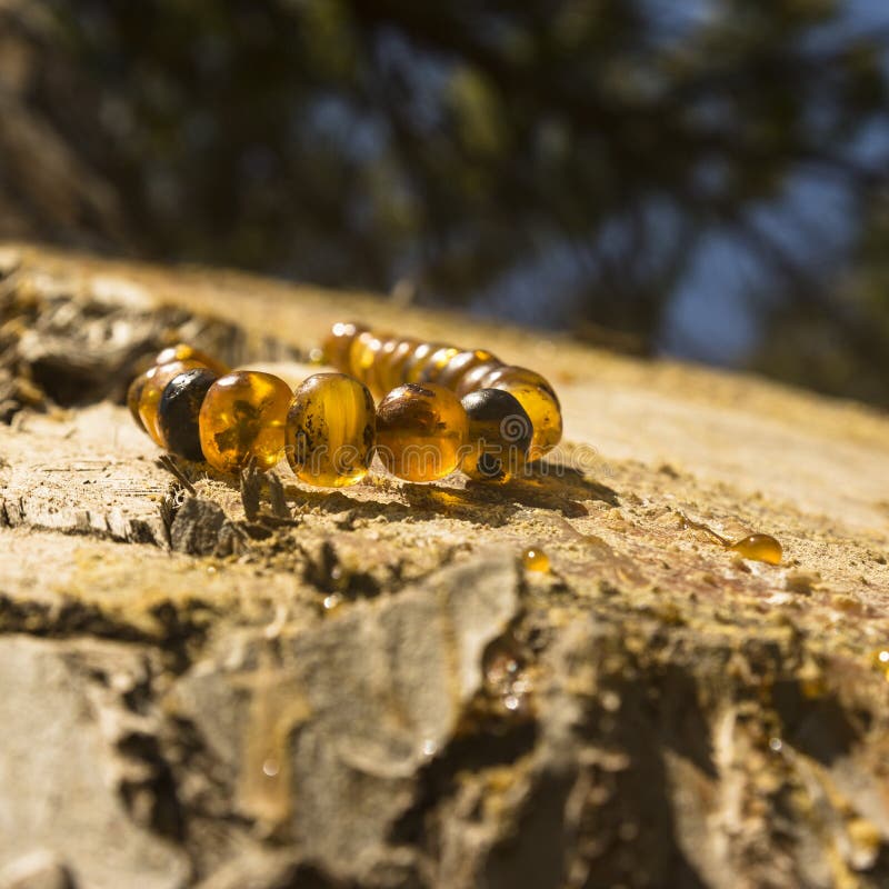 Real Baltic Amber in Nature Stock Image - Image of brown, gray: 174885203