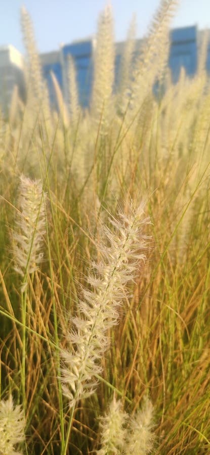 Real Beautiful Natural Flower Images Stock Photo - Image of flower ...