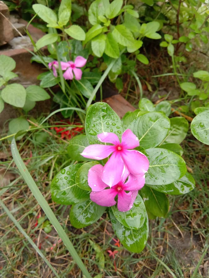 Button flower stock photo. Image of garden, real, button - 126408932