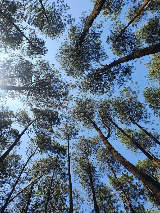 Real beauty stock photo. Image of eyes, fixated, real - 266565502