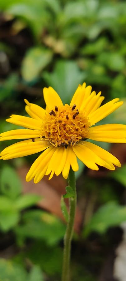 The Real Beauty is in Nature Stock Photo - Image of beauty, real: 257674406