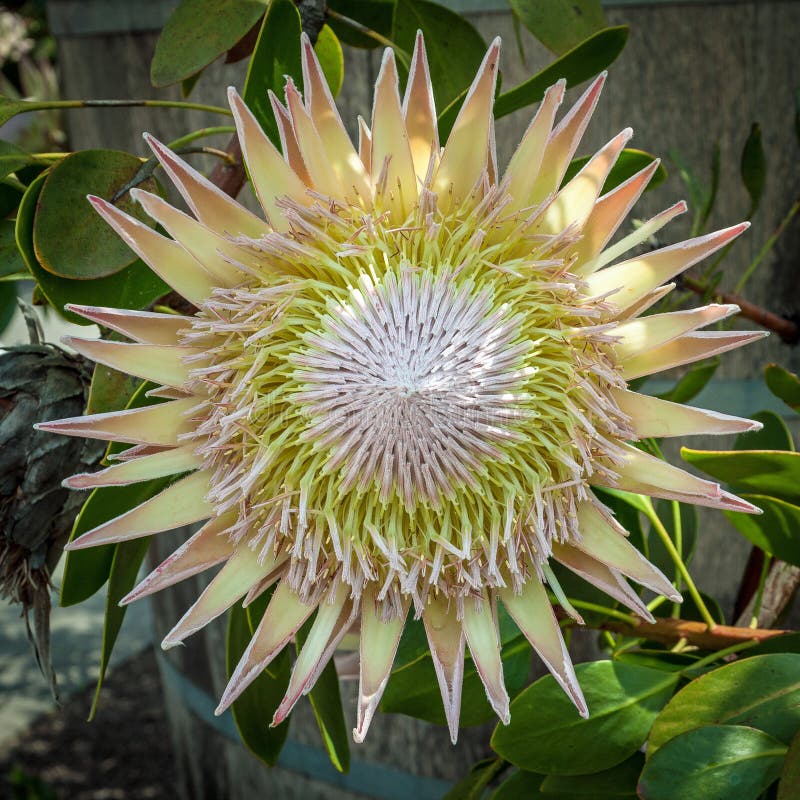 A real big bloom stock photo. Image of yellow, texture - 93742024