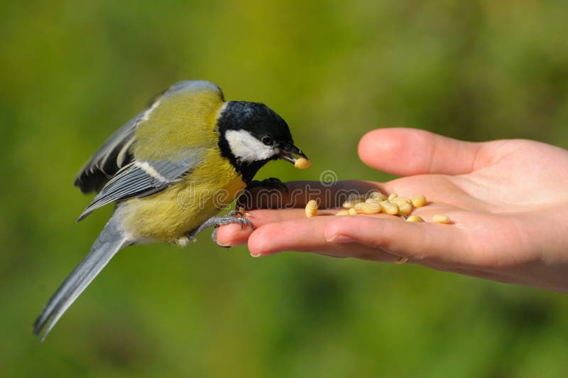 A real bird in the hand stock image. Image of active, titmouse - 6554785