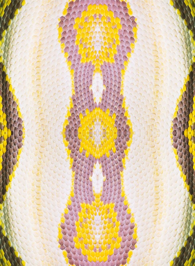 Boa Snake Skin Pattern Texture Stock Photo - Image of black, luxury ...