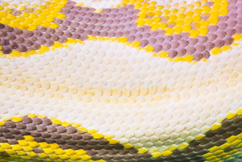 Real boa snake skin stock photo. Image of close, closeup - 64412786