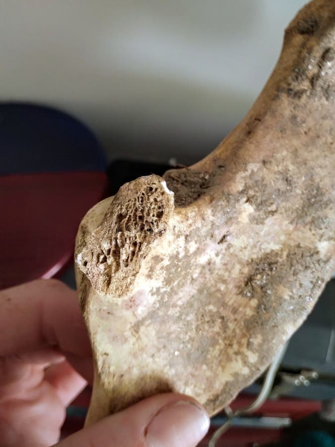 Real Bone human or animal stock image. Image of real - 222737241